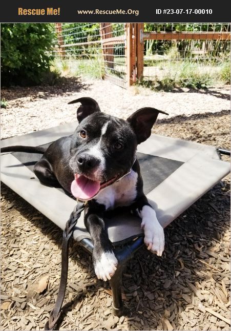 ADOPT 23071700010 ~ Pit Bull Rescue ~ Eugene, OR