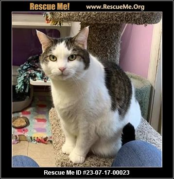 - Virginia Cat Rescue - ADOPTIONS - Rescue Me!