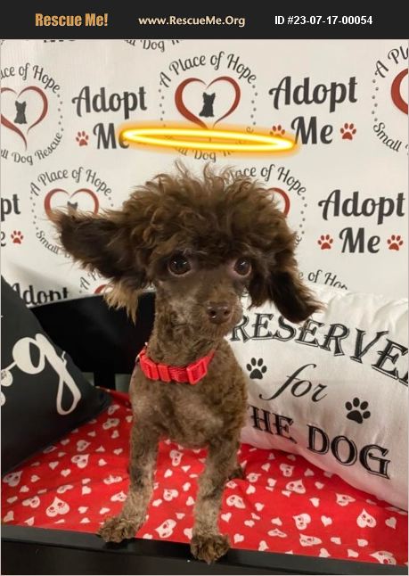 ADOPT 23071700054 ~ Poodle Rescue ~ Pensacola, FL