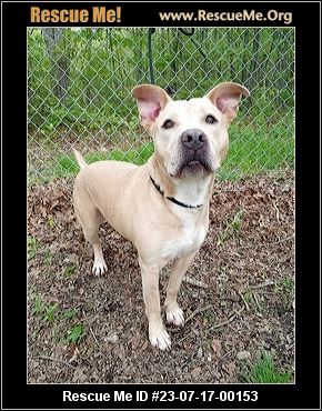 - Virginia Pit Bull Rescue - ADOPTIONS - Rescue Me!