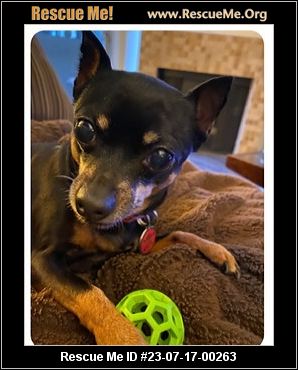 - California Miniature Pinscher Rescue - ADOPTIONS - Rescue Me!