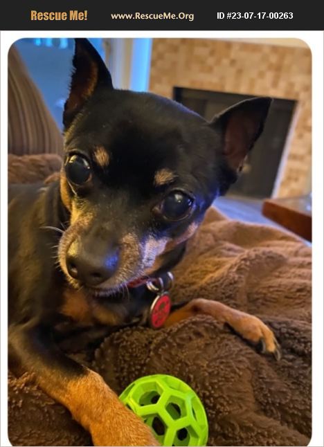 ADOPT 23071700263 ~ Miniature Pinscher Rescue ~ Oceanside, CA