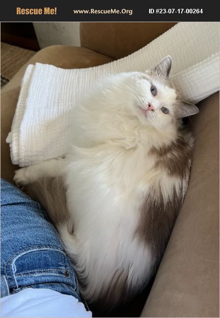 ADOPT 23071700264 ~ Ragdoll Rescue ~ West Hollywood, CA