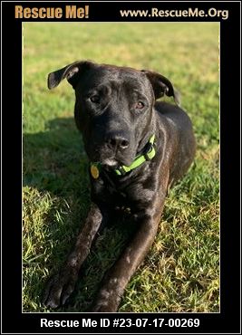 - California Pit Bull Rescue - ADOPTIONS - Rescue Me!