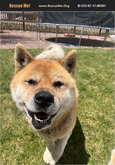 ADOPT 23071700301 ~ Akita Rescue ~ Buena Vista, CO
