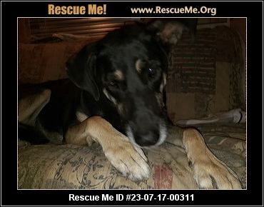 - New Mexico Dog Rescue - ADOPTIONS - Rescue Me!