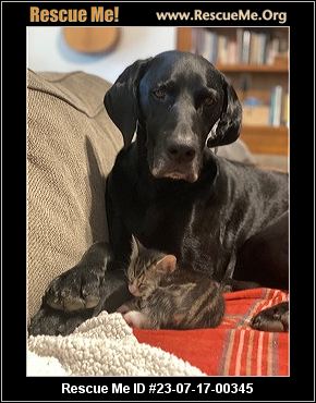 - Washington German Shorthaired Pointer Rescue - ADOPTIONS - Rescue Me!