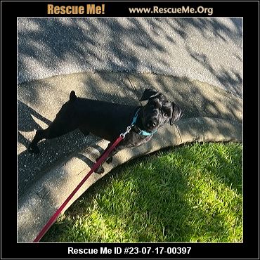 - Florida Schnauzer Rescue - ADOPTIONS - Rescue Me!