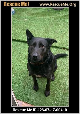 - Australia Border Collie Rescue - ADOPTIONS - Rescue Me!