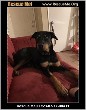 - Oregon Dog Rescue - ADOPTIONS - Rescue Me!