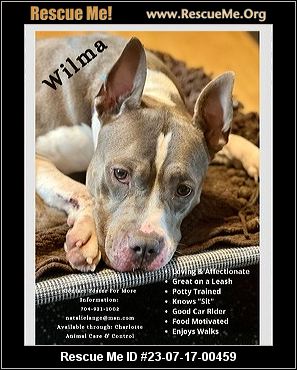 - North Carolina Pit Bull Rescue - ADOPTIONS - Rescue Me!