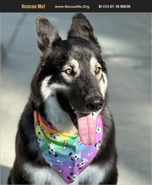 ADOPT 23071800030 ~ German Shepherd Rescue ~ Marina del Rey, CA