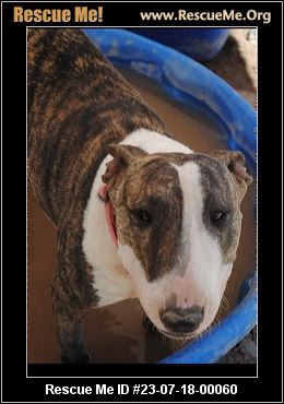 - Arizona Bull Terrier Rescue - ADOPTIONS - Rescue Me!
