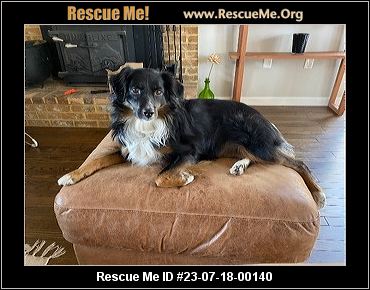 - Virginia Australian Shepherd Rescue - ADOPTIONS - Rescue Me!