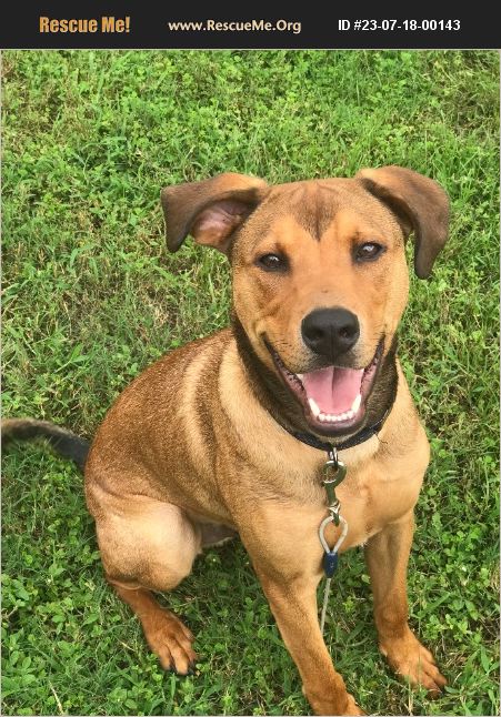 ADOPT 23071800143 ~ Rhodesian Ridgeback Rescue ~ Maitland, FL