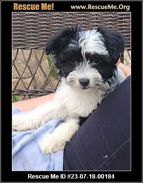 - Wisconsin Dog Rescue - ADOPTIONS - Rescue Me!