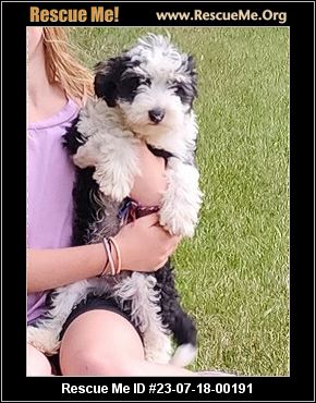 - Wisconsin Dog Rescue - ADOPTIONS - Rescue Me!