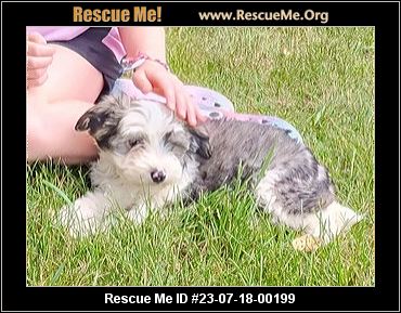 - Wisconsin Dog Rescue - ADOPTIONS - Rescue Me!