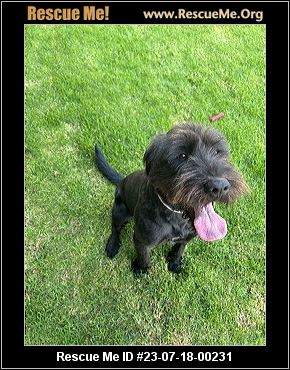 - California Schnauzer Rescue - ADOPTIONS - Rescue Me!