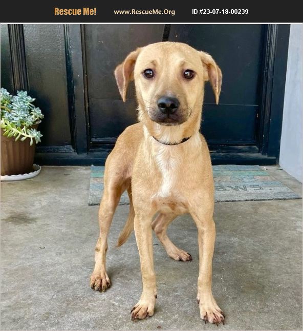 ADOPT 23071800239 ~ Lab Rescue ~ Los Angeles, CA