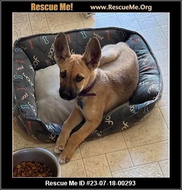 - Washington Dog Rescue - ADOPTIONS - Rescue Me!