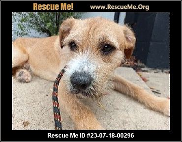- Washington Schnauzer Rescue - ADOPTIONS - Rescue Me!