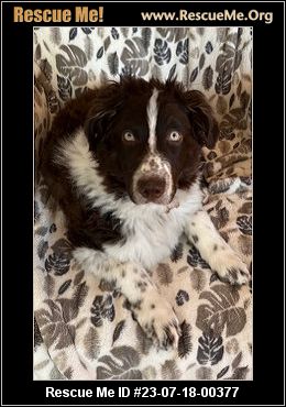 - Virginia Australian Shepherd Rescue - ADOPTIONS - Rescue Me!