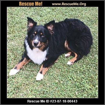 - Michigan Dog Rescue - ADOPTIONS - Rescue Me!