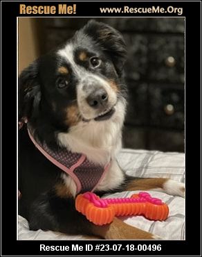 - Ohio Australian Shepherd Rescue - ADOPTIONS - Rescue Me!