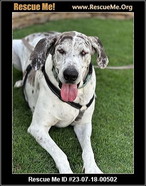 - Texas Great Dane Rescue - ADOPTIONS - Rescue Me!