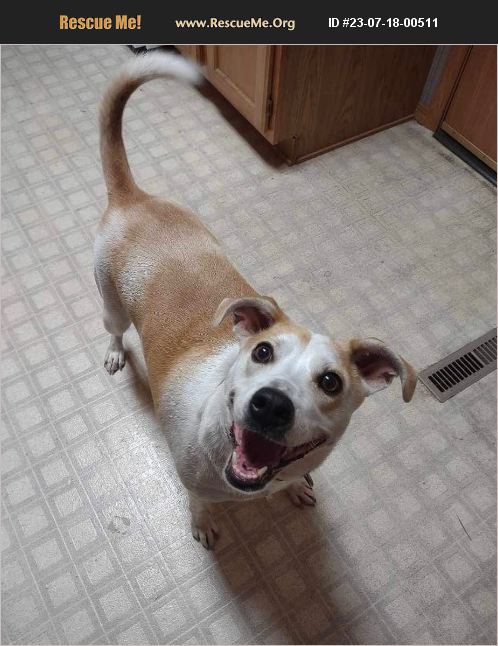 ADOPT 23071800511 ~ Australian Cattle Dog Rescue ~ Springfield, MO