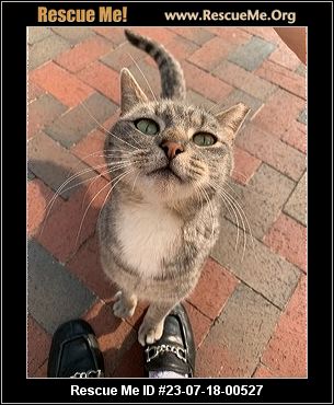 - Virginia Cat Rescue - ADOPTIONS - Rescue Me!
