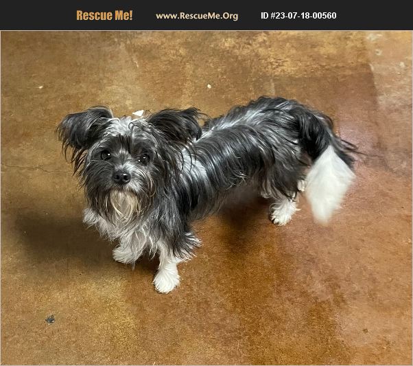 ADOPT 23071800560 ~ Yorkie Rescue ~ Enid, OK