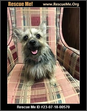 - Georgia Yorkie Rescue - ADOPTIONS - Rescue Me!