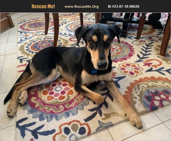 ADOPT 23071800626 ~ German Pinscher Rescue ~ Colleyville, TX