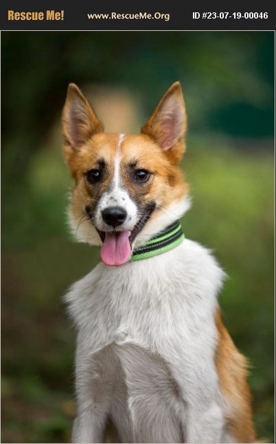 ADOPT 23071900046 ~ Jindo Rescue ~ New Hampshire