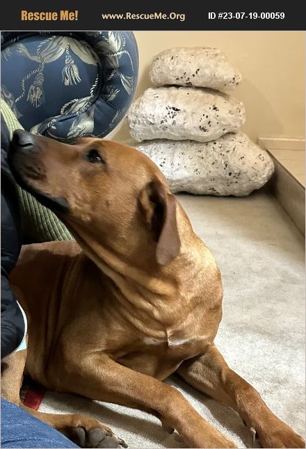 ADOPT 23071900059 ~ Rhodesian Ridgeback Rescue ~ Johannesburg, Gauteng