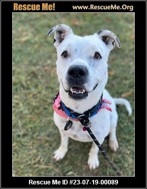 - Arizona Pit Bull Rescue - ADOPTIONS - Rescue Me!