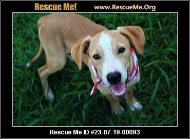 - Tennessee Dog Rescue - ADOPTIONS - Rescue Me!