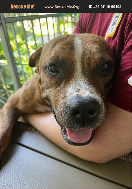 ADOPT 23071900103 ~ Boxer Rescue ~ Davie, FL