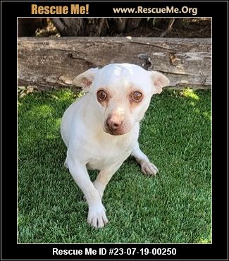 - New Mexico Dog Rescue - ADOPTIONS - Rescue Me!