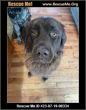 - New York Dog Rescue - ADOPTIONS - Rescue Me!