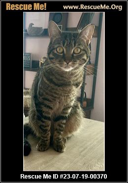 - Virginia Cat Rescue - ADOPTIONS - Rescue Me!