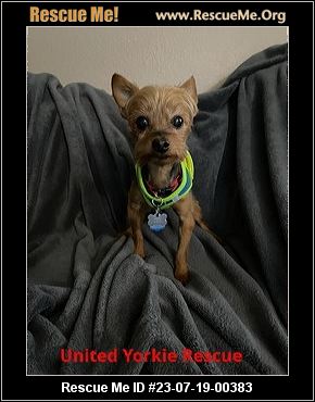 - Texas Yorkie Rescue - ADOPTIONS - Rescue Me!