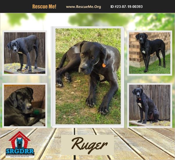 ADOPT 23071900393 ~ Great Dane Rescue ~ Bullard, TX