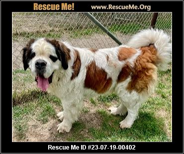- California Saint Bernard Rescue - ADOPTIONS - Rescue Me!
