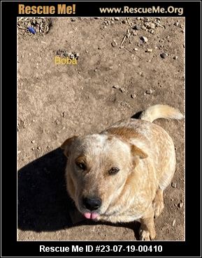 - New Mexico Dog Rescue - ADOPTIONS - Rescue Me!