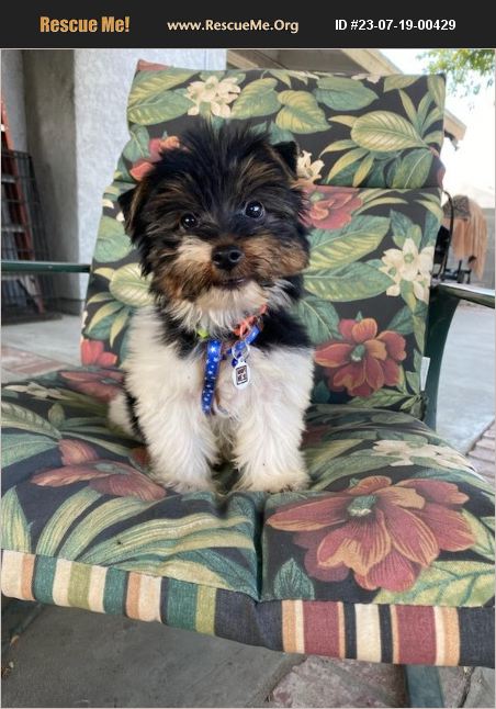 ADOPT 23071900429 ~ Yorkie Rescue ~ Studio City, CA