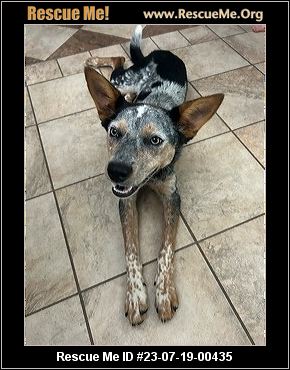 - Tennessee Dog Rescue - ADOPTIONS - Rescue Me!