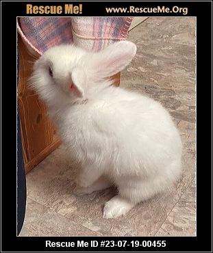 - Louisiana Rabbit Rescue - ADOPTIONS - Rescue Me!